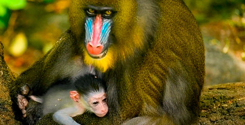 Disney’s Animal Kingdom celebra nacimiento – Buenos Viajes